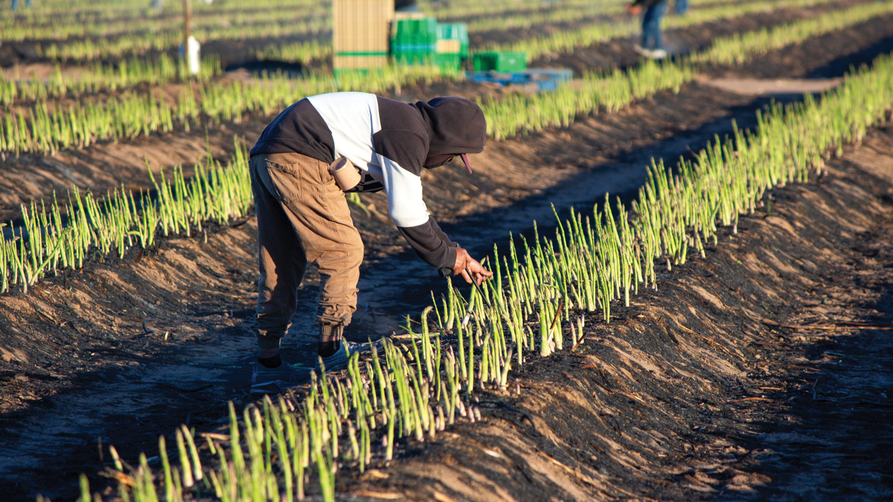 Altar Produce: The Asparagus Leader with the Recipe for Growth ...
